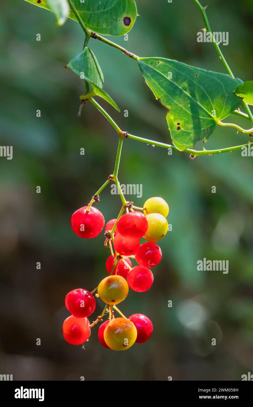 Common smilax (Smilax aspera) berry detail in summer, country roadside ...