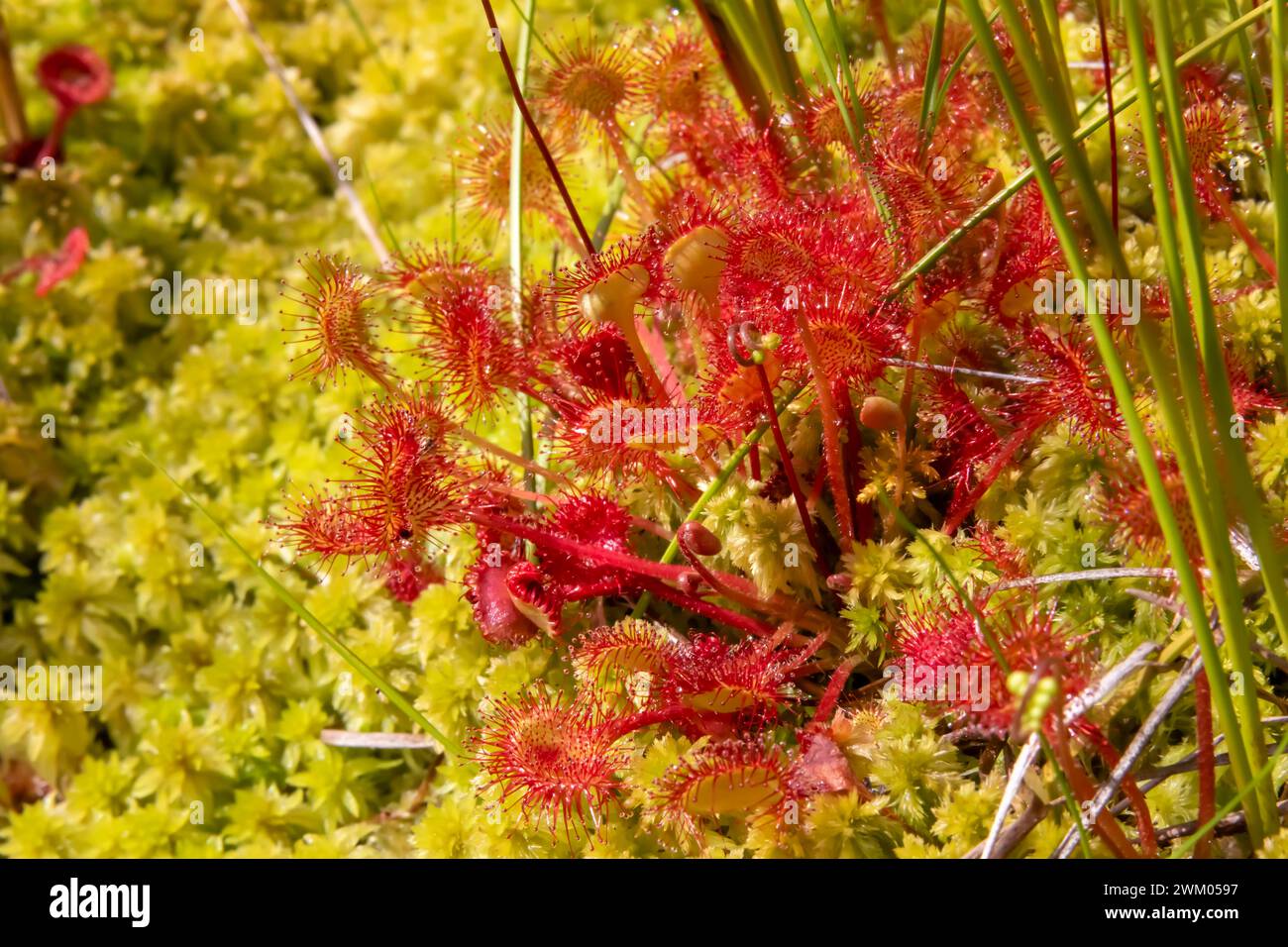 Roundleaf sundew (Drosera rotundifolia), small clump in sphagnum moss ...