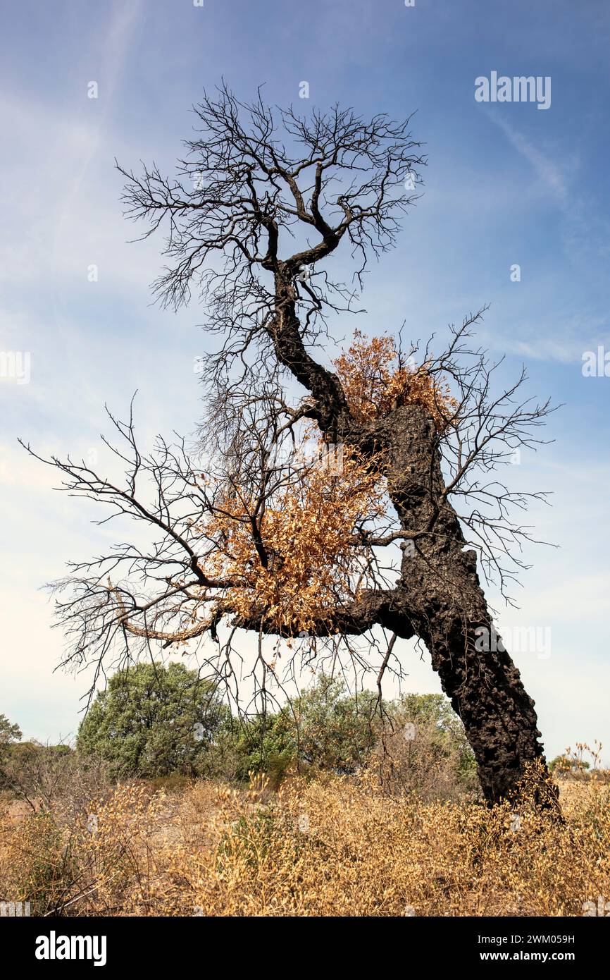 Cork oaks(Quercus suber) burnt tree 2 years after a fire, Plaine des ...