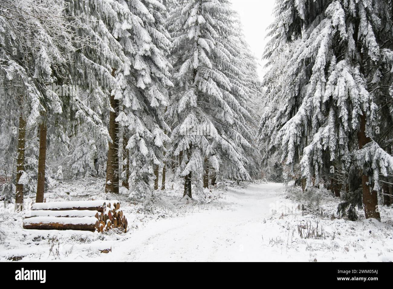 Snow-covered path in a Douglas fir forest plot - Foret des Colettes ...