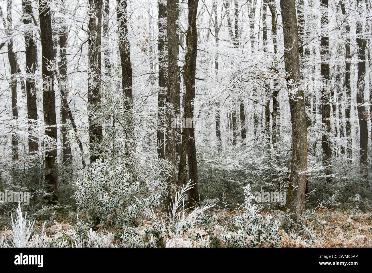 Oaks and holly under winter frost in the Troncais forest. The Troncais ...