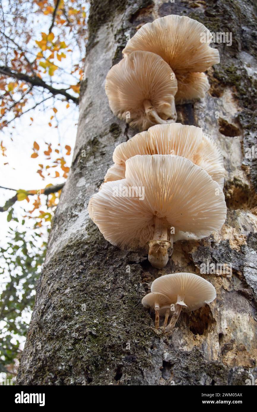Porcelain mushroom on an old beech tree in late autumn - Allier ...
