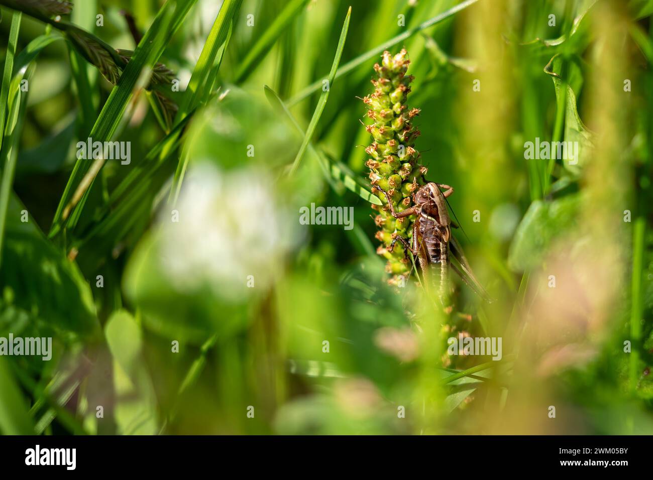 Roesel's biting grasshopper in a meadow Stock Photo - Alamy