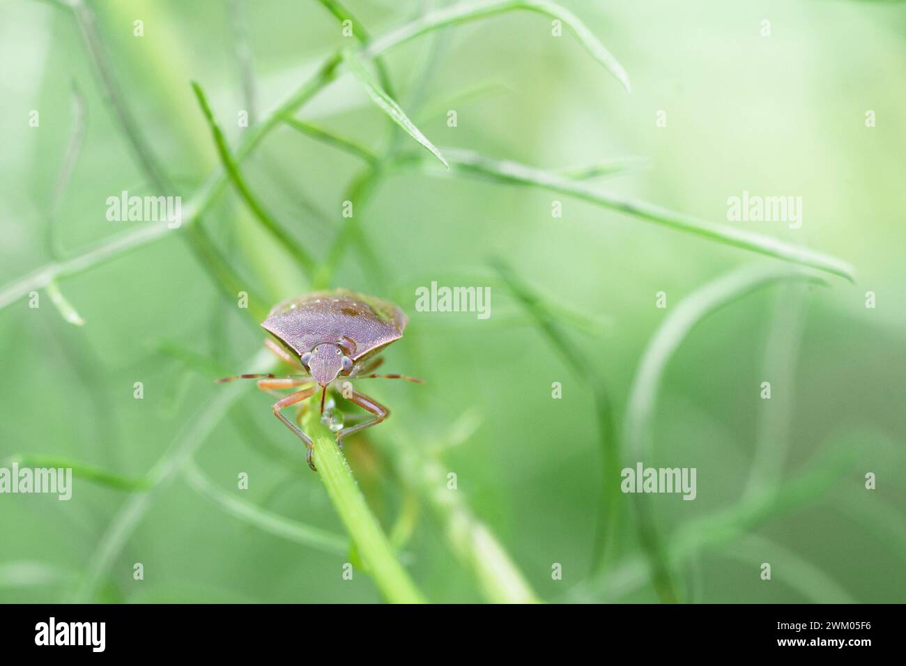 Southern Green Stink Bug on a Cosmos stem after a rain shower ...