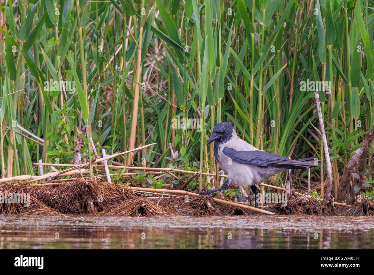 Hooded crow (Corvus cornix) in a marsh in the Danube delta, Romania ...