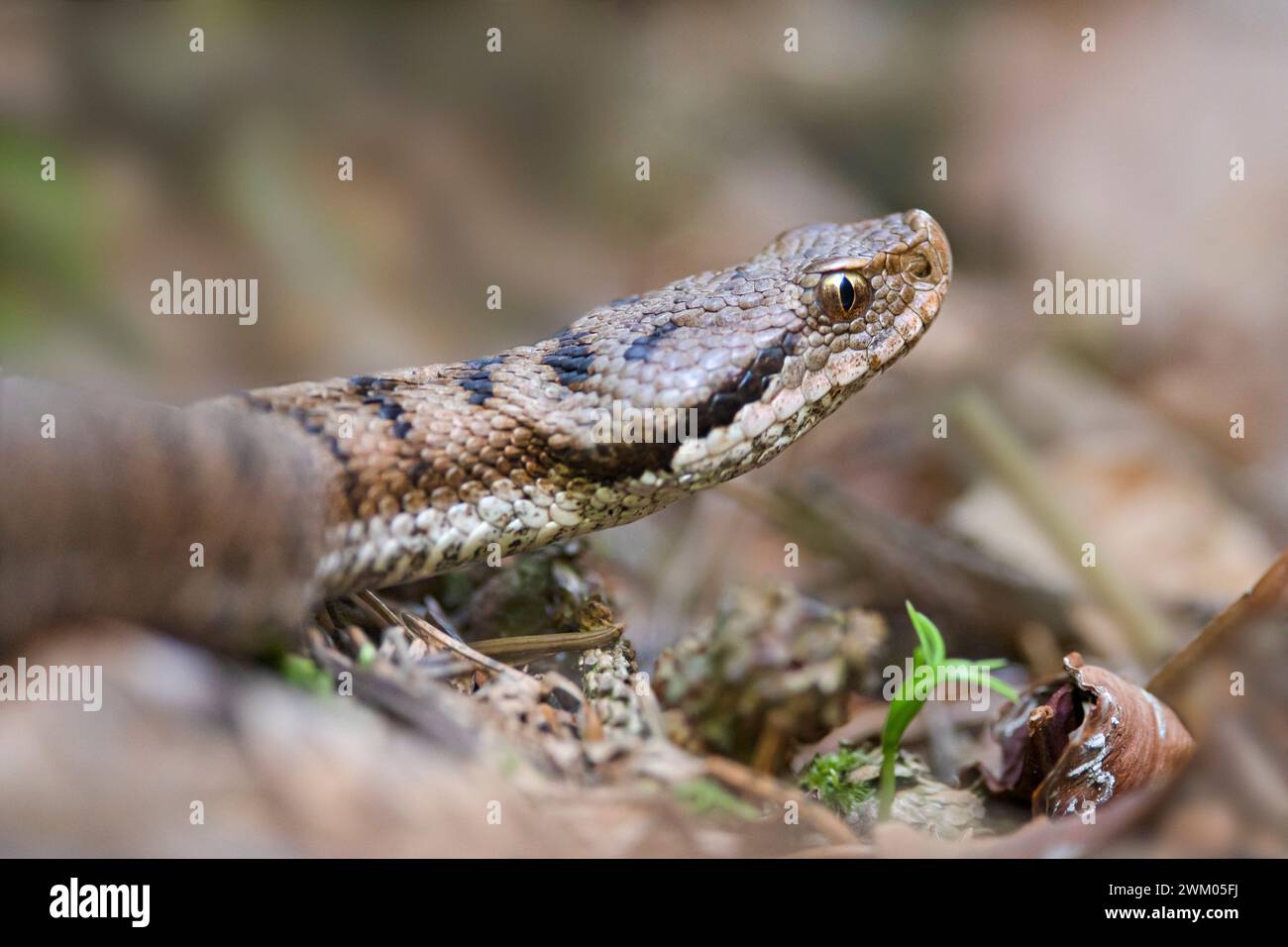 Close-up of an Asp Viper's head in a forest - Auvergne - France Stock ...