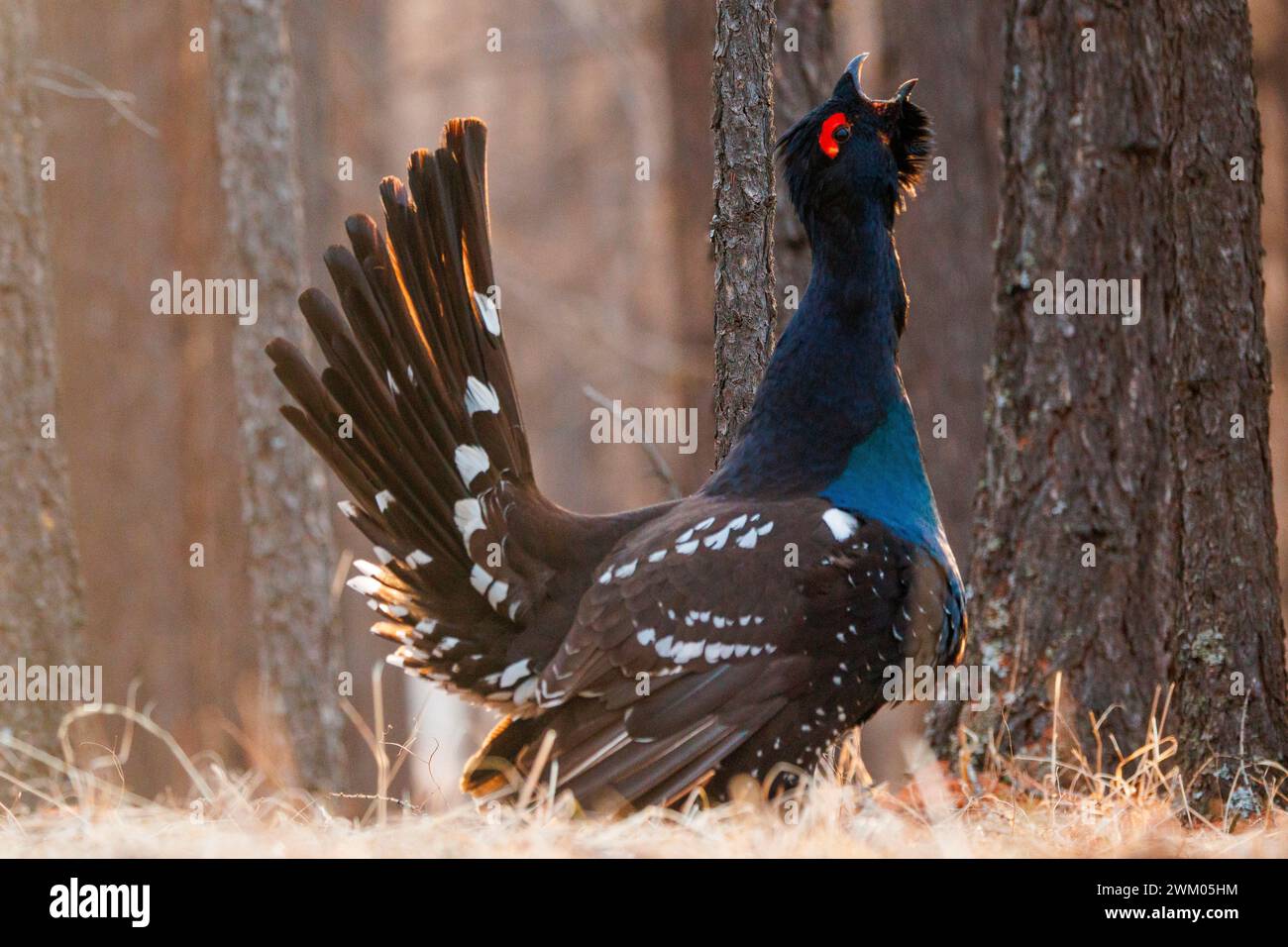 Black-billed Capercaillie (Tetrao urogalloides formerly Tetrao ...