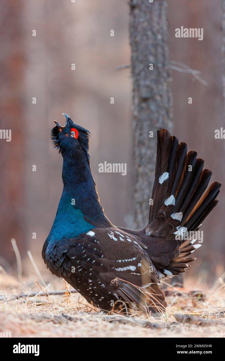Black-billed Capercaillie (Tetrao urogalloides formerly Tetrao ...
