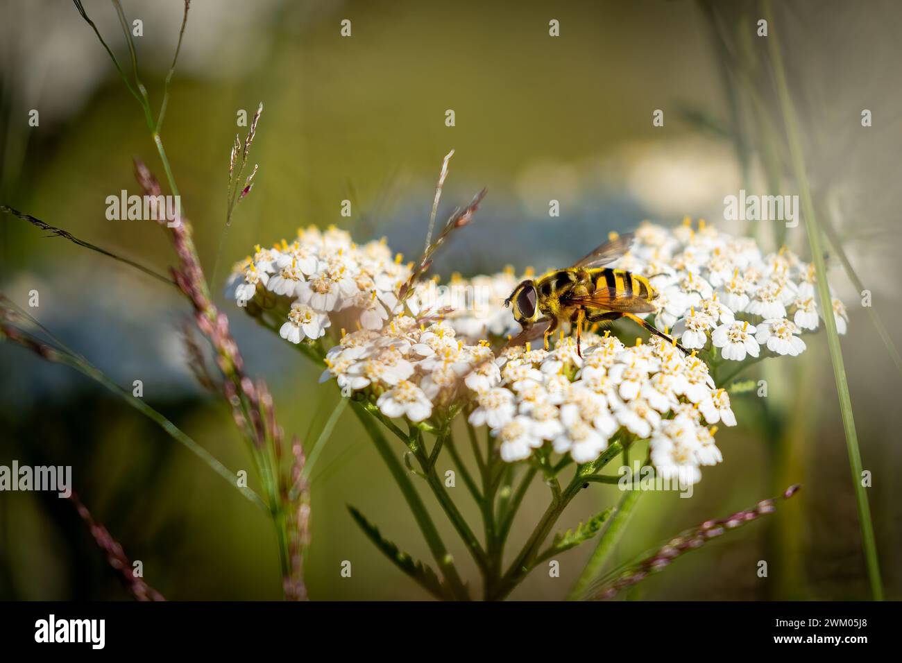 Common yarrow flowers on a meadow Stock Photo - Alamy