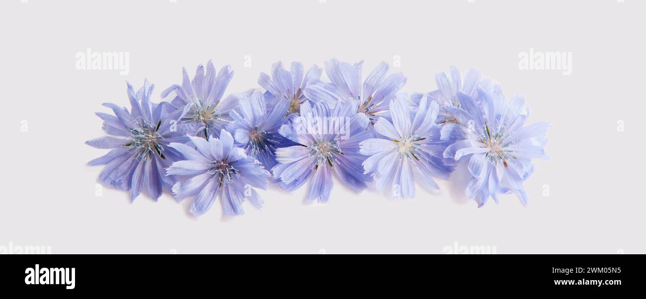 Strip from blooming heads of wild meadow purple flowers on white ...
