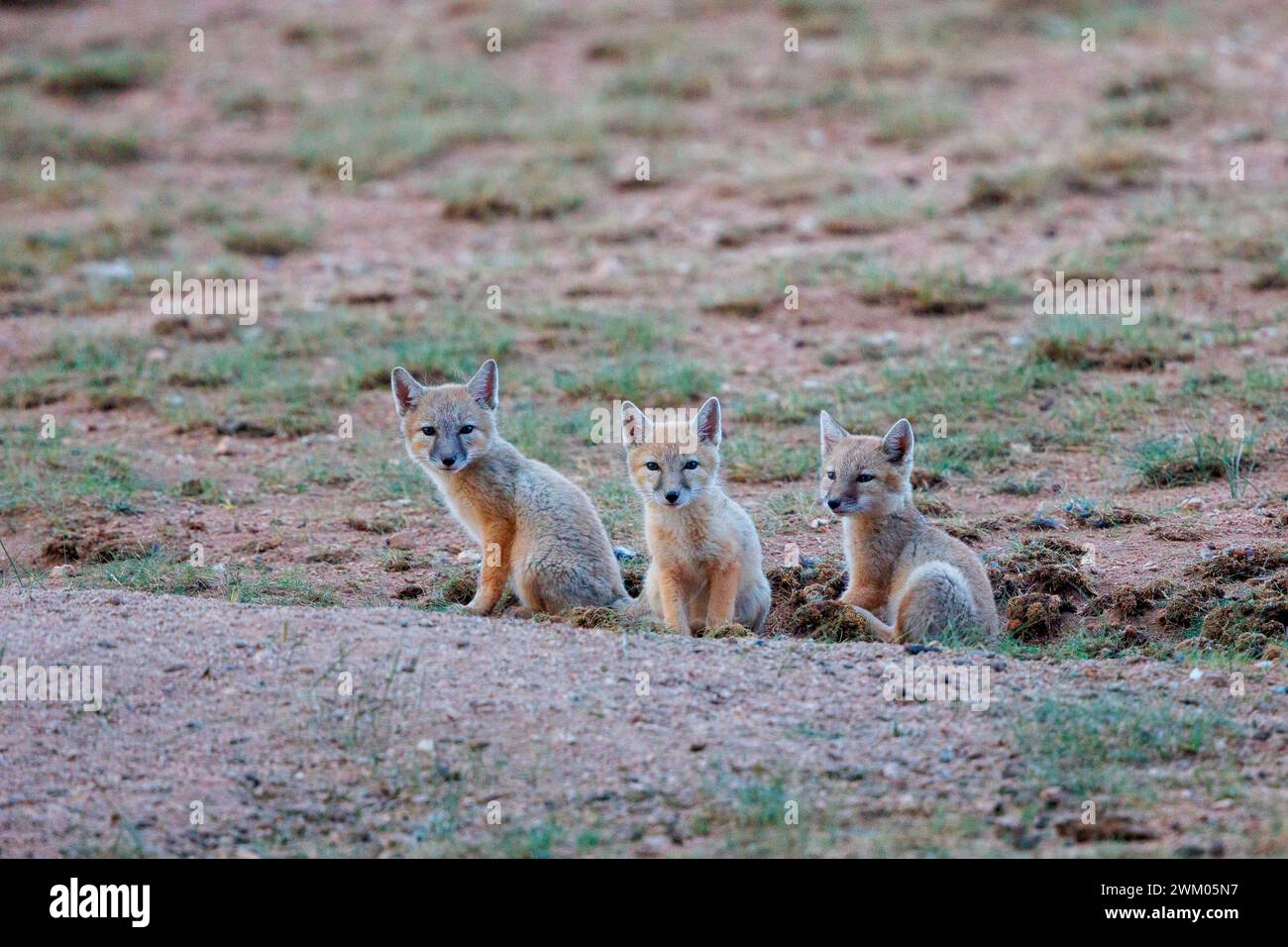 Young Corsac fox (Vulpes corsac), at the den, Steppe area, East ...