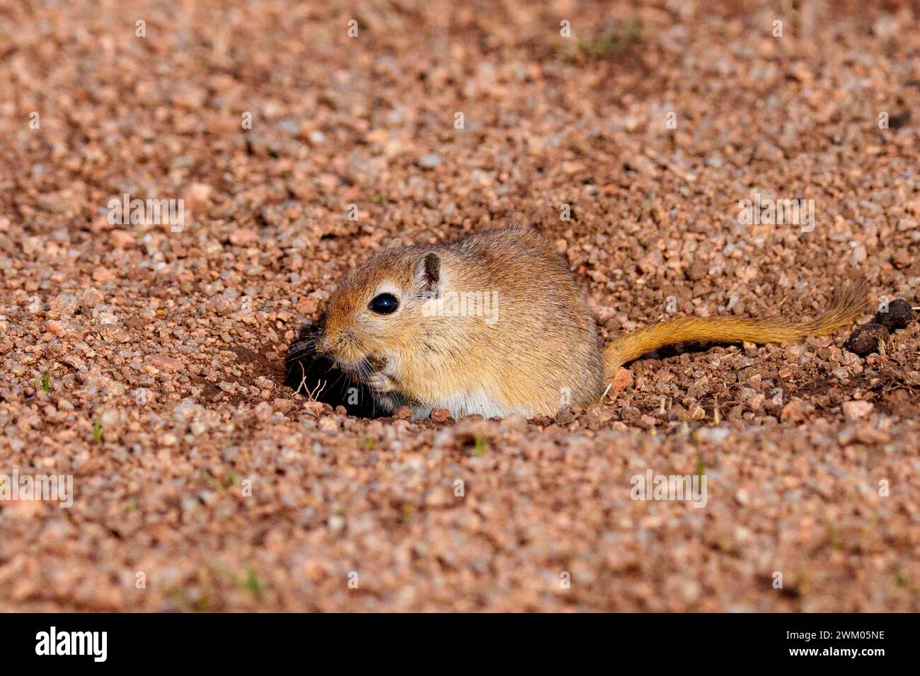 Mongolian Gerbil (Meriones unguiculatus), at the den, Steppe area, East ...