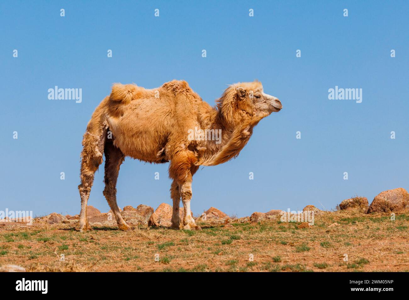 Bactrian camel (Camelus bactrianus), Steppe area, East Mongolia ...