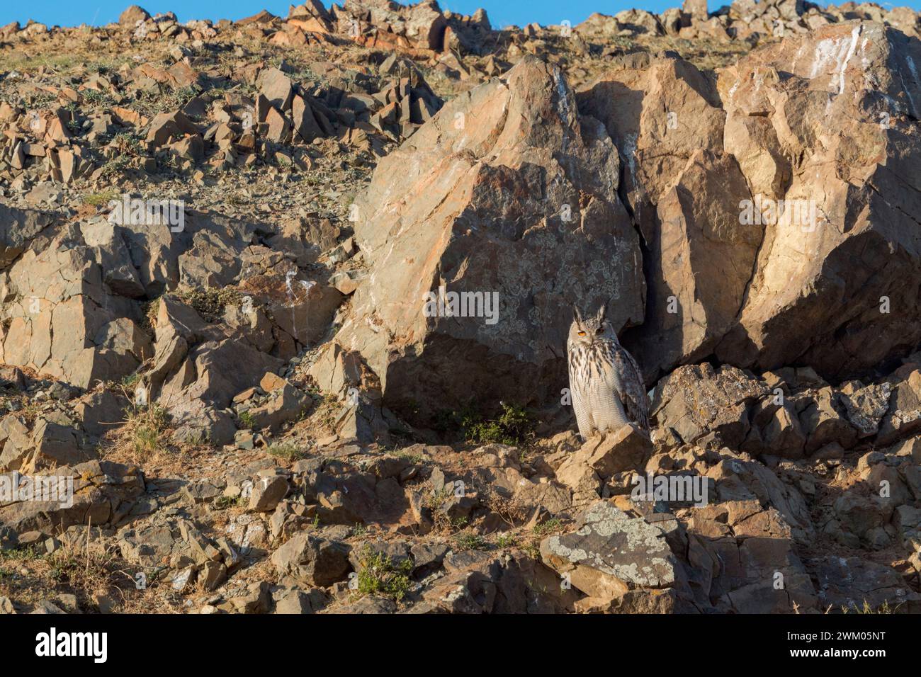 Great horned owl (Bubo bubo), Adult on a cliff, Steppe, Eastern ...