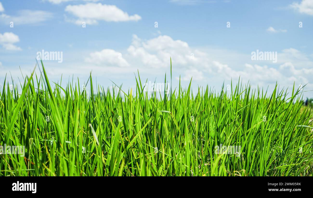 Rice leaves hi-res stock photography and images - Alamy