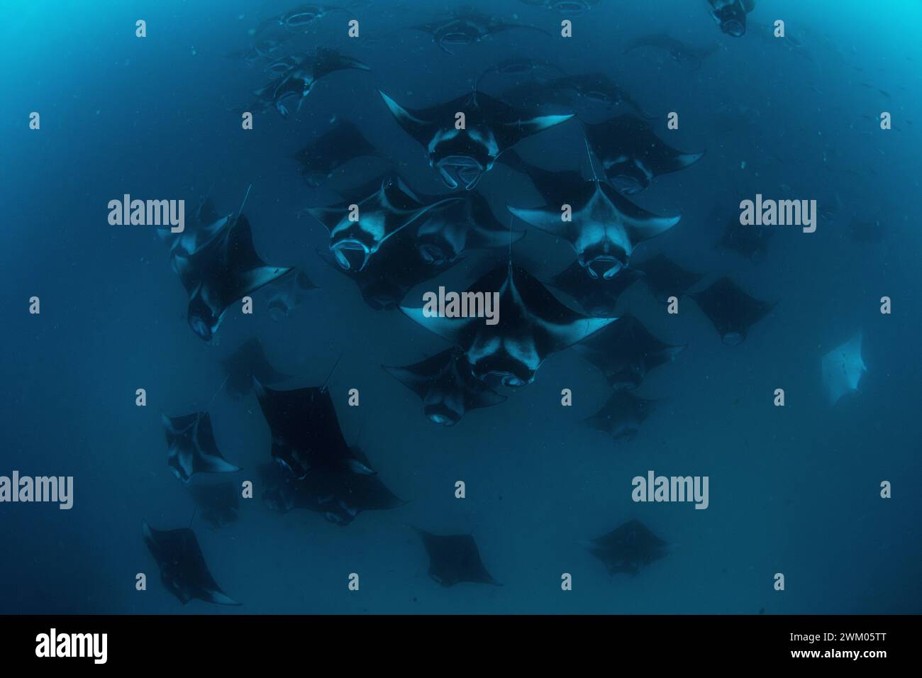 Reef manta rays (Manta alfredi formerly Manta birostris) chain-feeding ...