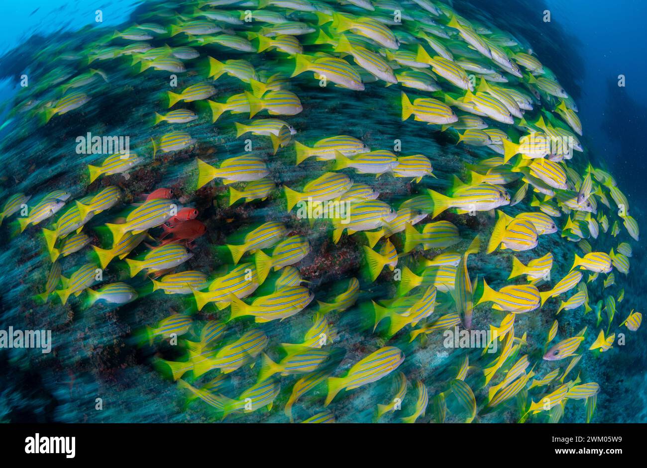 Shoal of Five-line snapper (Lutjanus quinquelineatus), Maldives, Indian ...