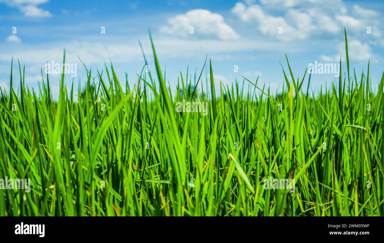 Rice leaves hi-res stock photography and images - Alamy