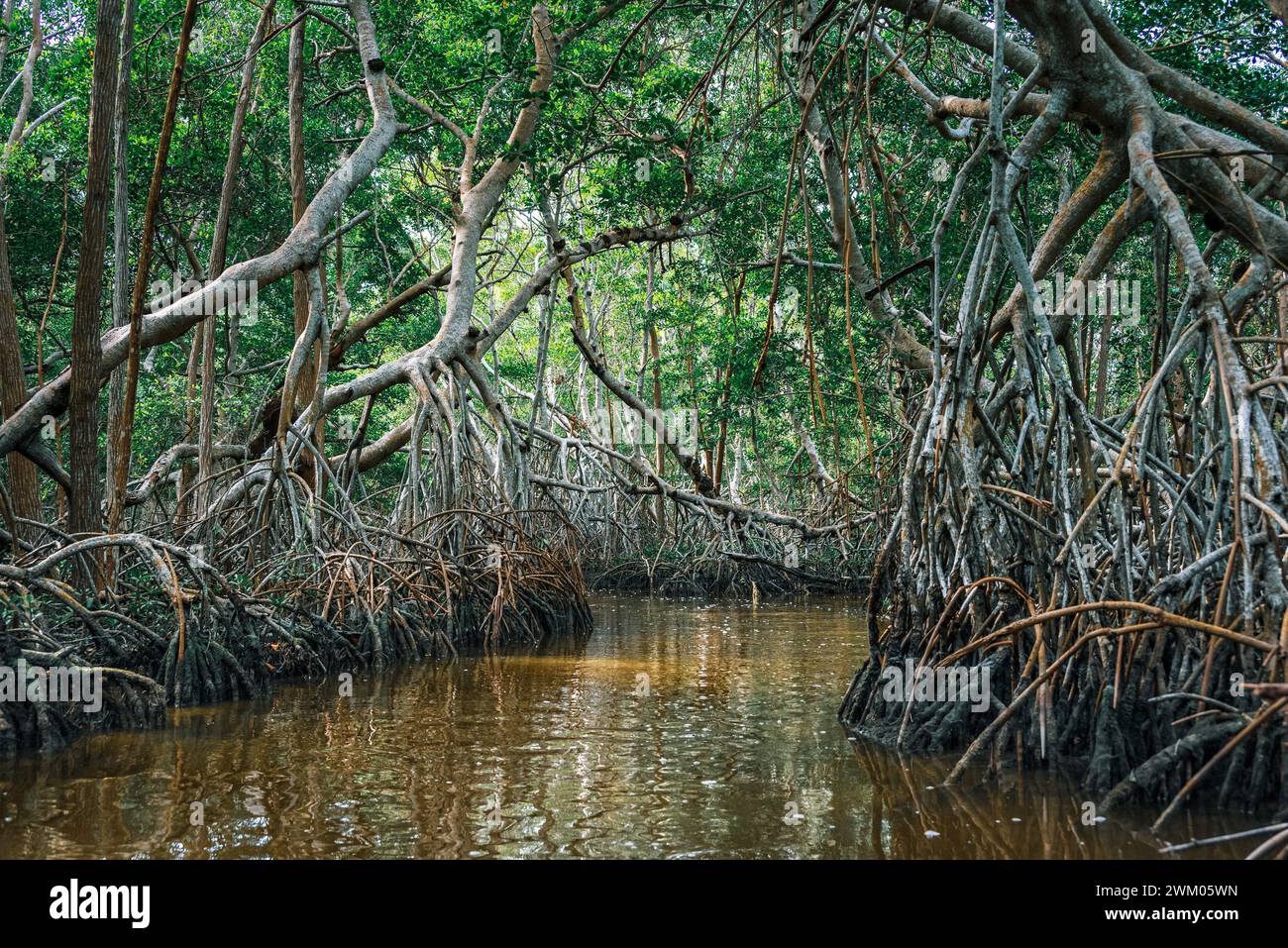 The swamps and mangroves at Ria Celestun. Mexico Stock Photo - Alamy