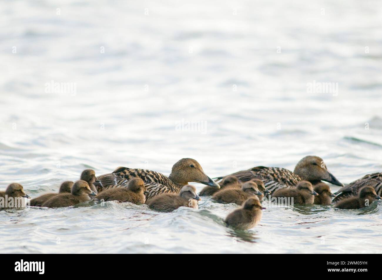 Group of common eider ducks Somateria mollissima mother and newborn ...