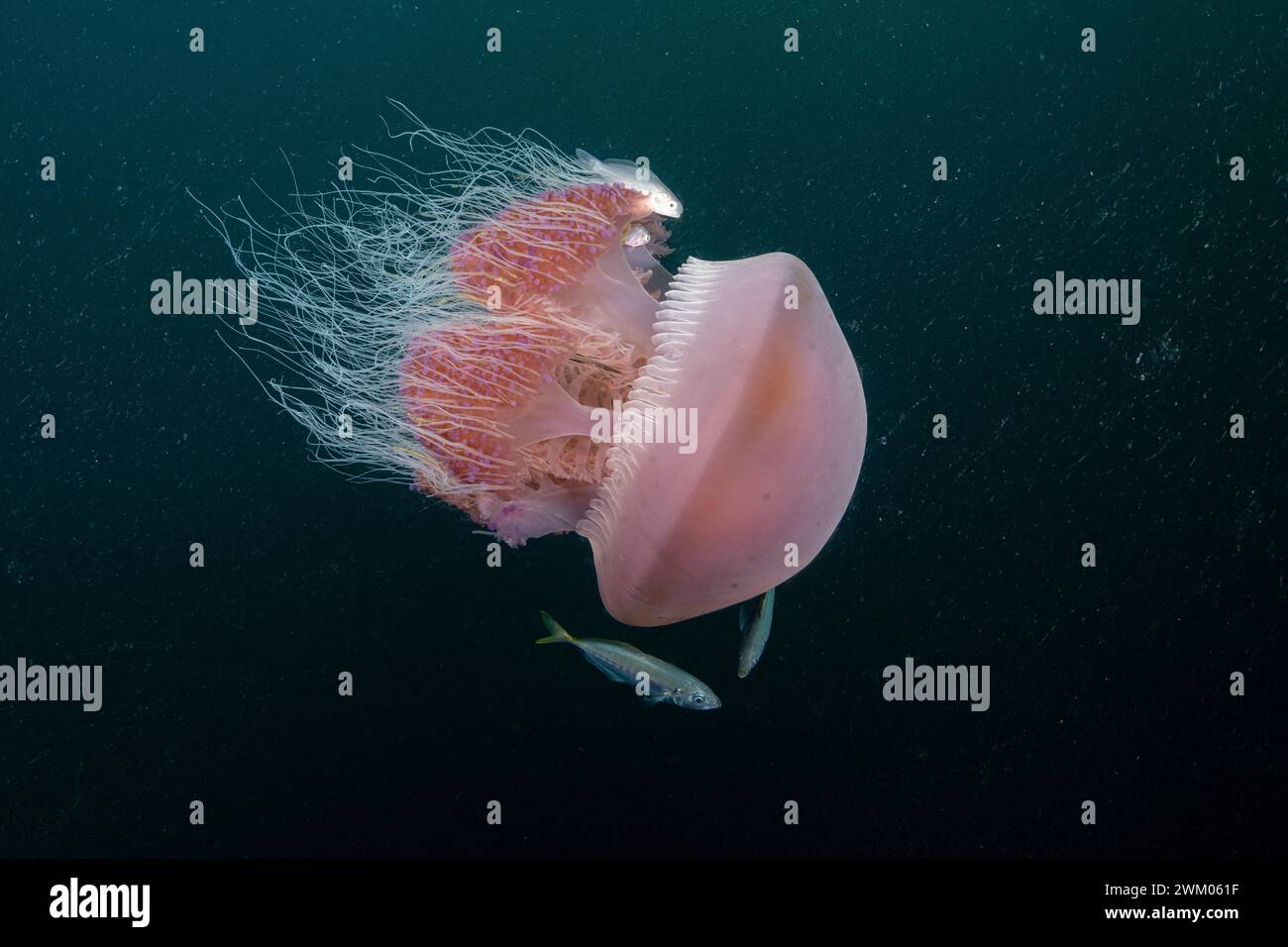 Sea Tomato jellyfish (Crambione mastigophora) with young pilot fish ...