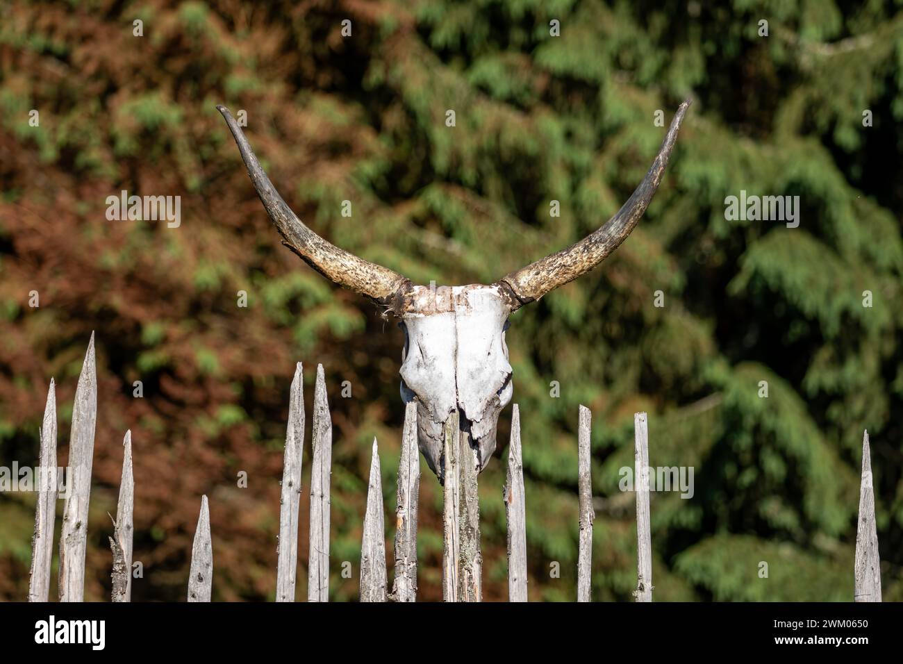Bull bone hi-res stock photography and images - Alamy