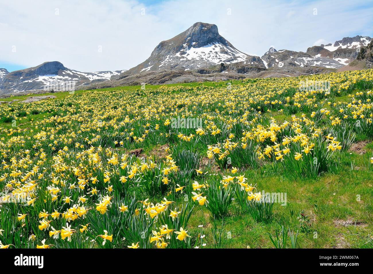 Pyrenees National Park, narcissus flowering in front of Pic Casterau ...