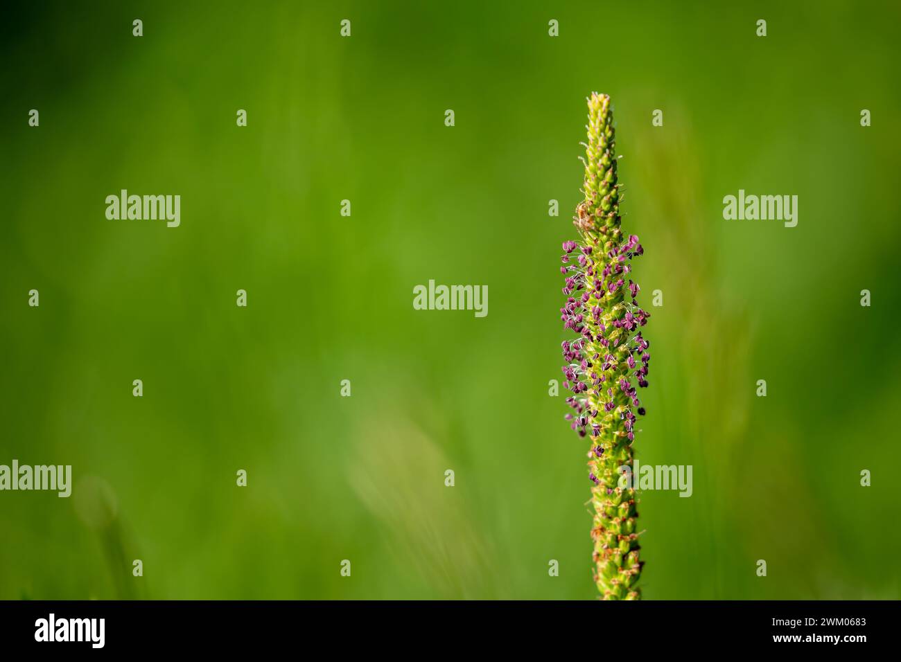 Plantain herb hi-res stock photography and images - Alamy