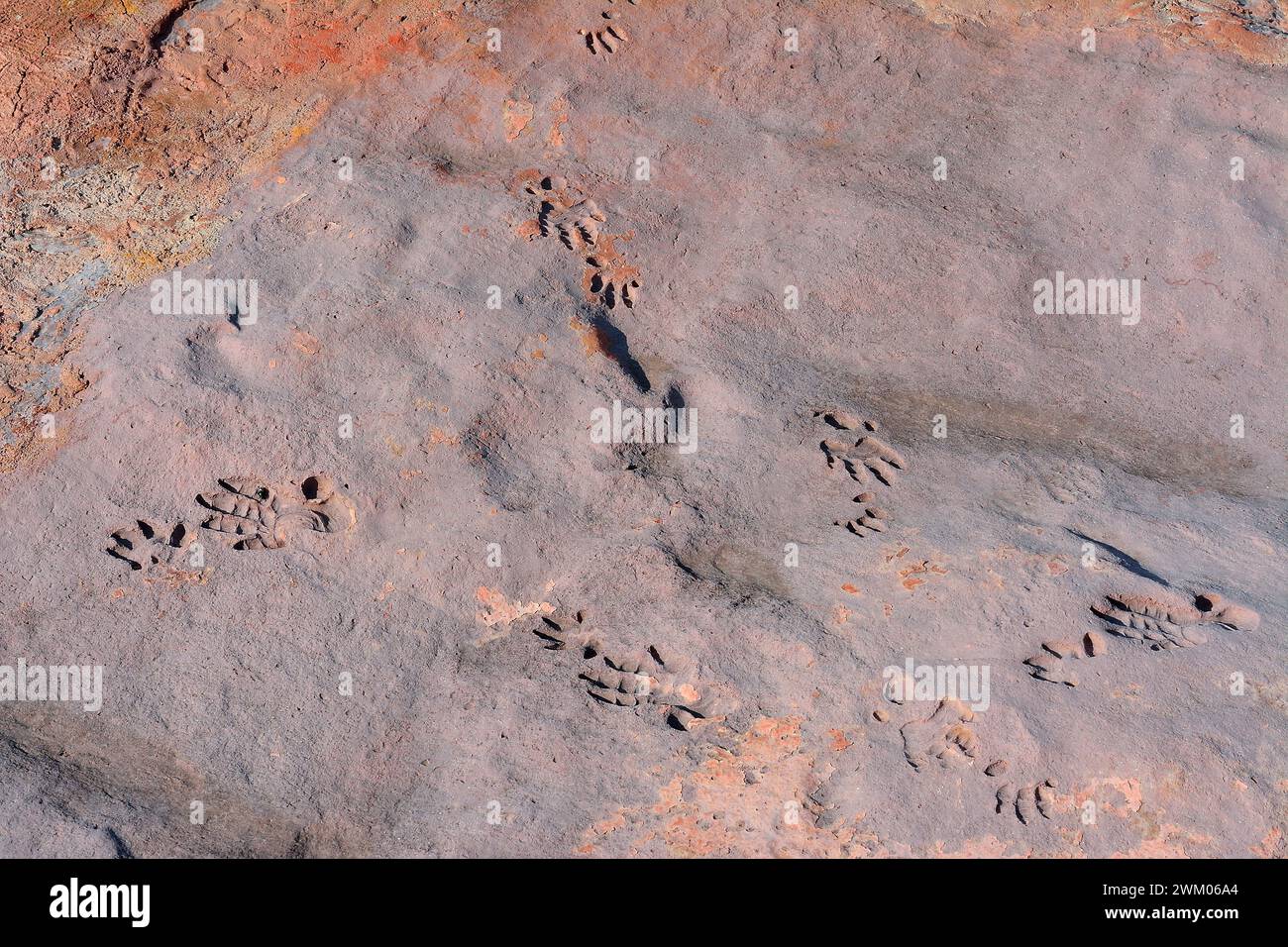 Rio Martin Nature Reserve: Archosaur footprints from the Triassic ...