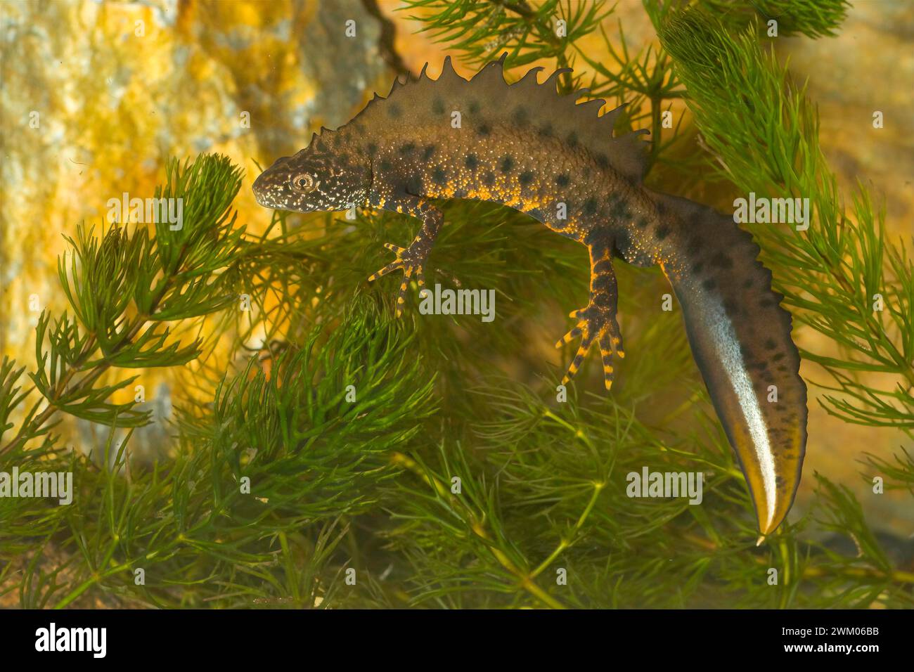 Crested newt (Triturus cristatus) in aquatic phase Stock Photo - Alamy