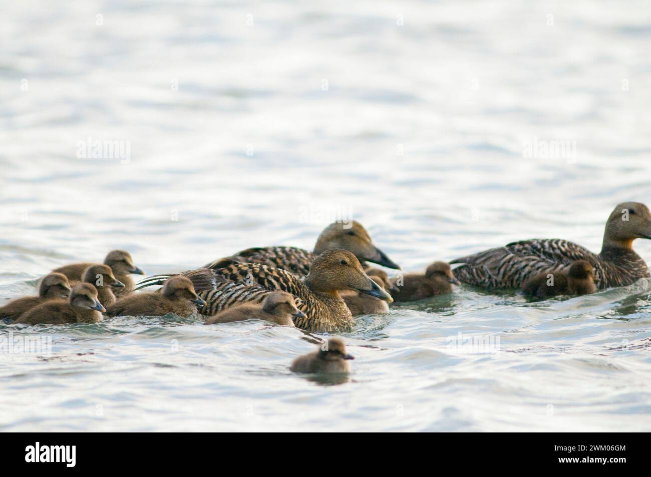 Baibes hi-res stock photography and images - Alamy