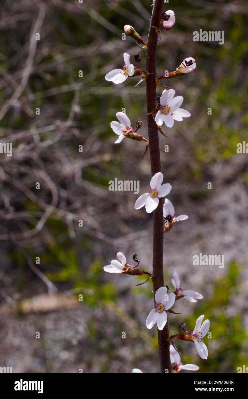 Flowers of the triggerplant Touch-me-not (Stylidum diversifolium ...