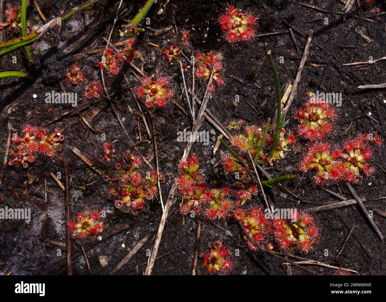Plants of the beautiful pygmy sundew (Drosera pulchella) with red ...