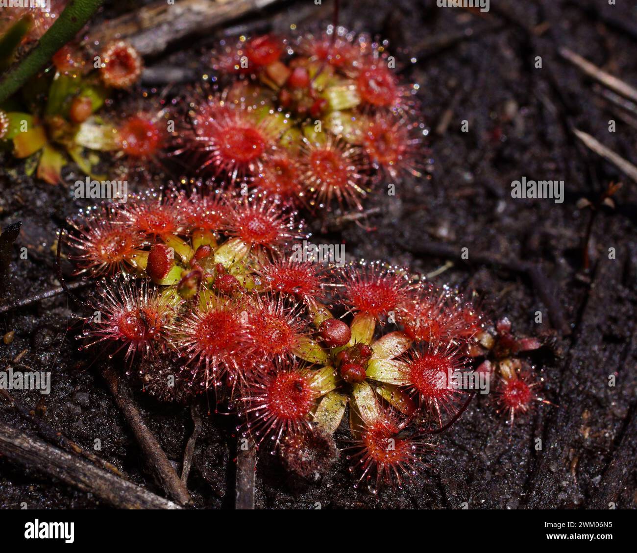 Plants of the beautiful pygmy sundew (Drosera pulchella), in natural ...