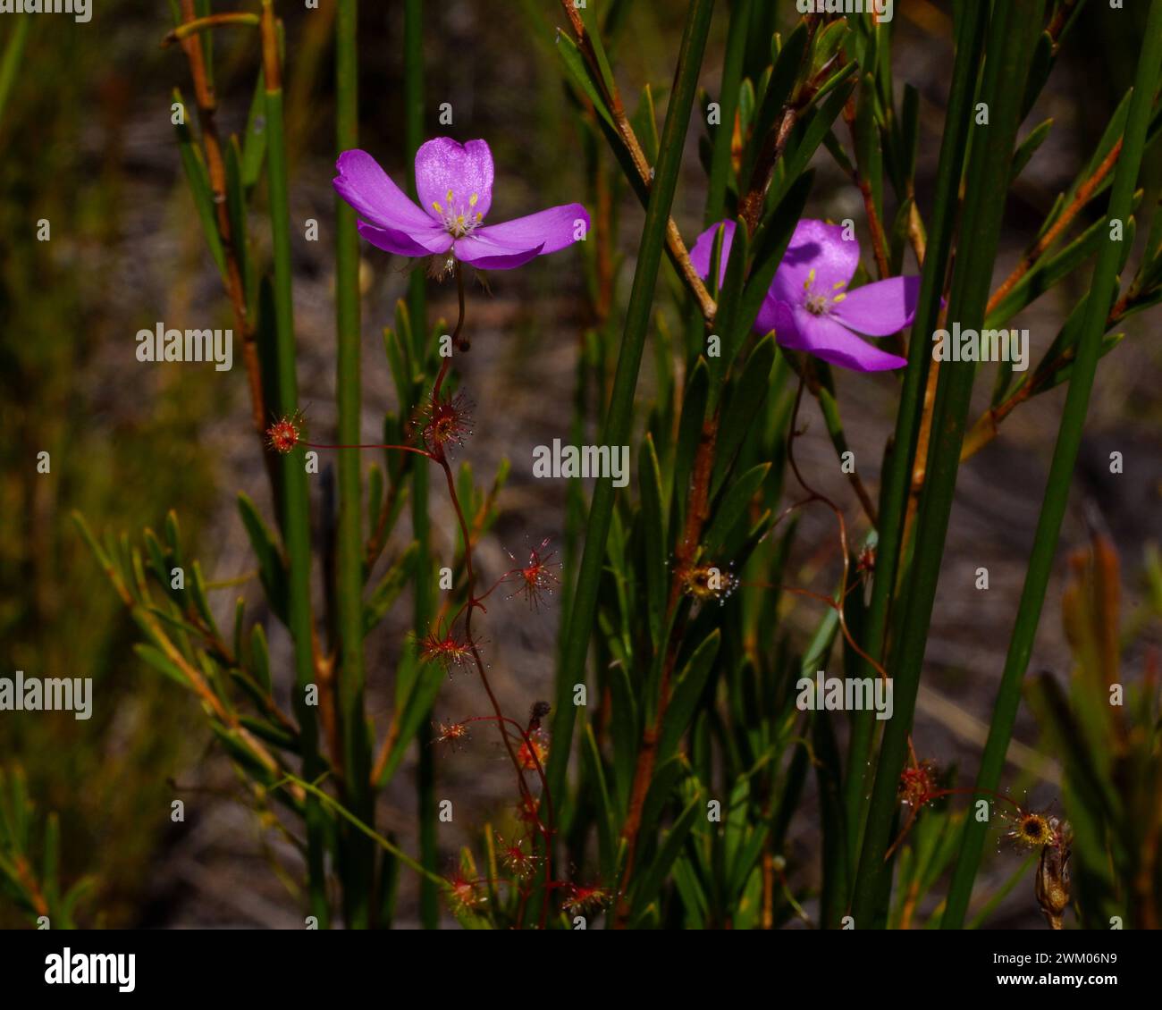 Flowering tuberous sundew (Drosera menziesii) with bright pink flowers ...