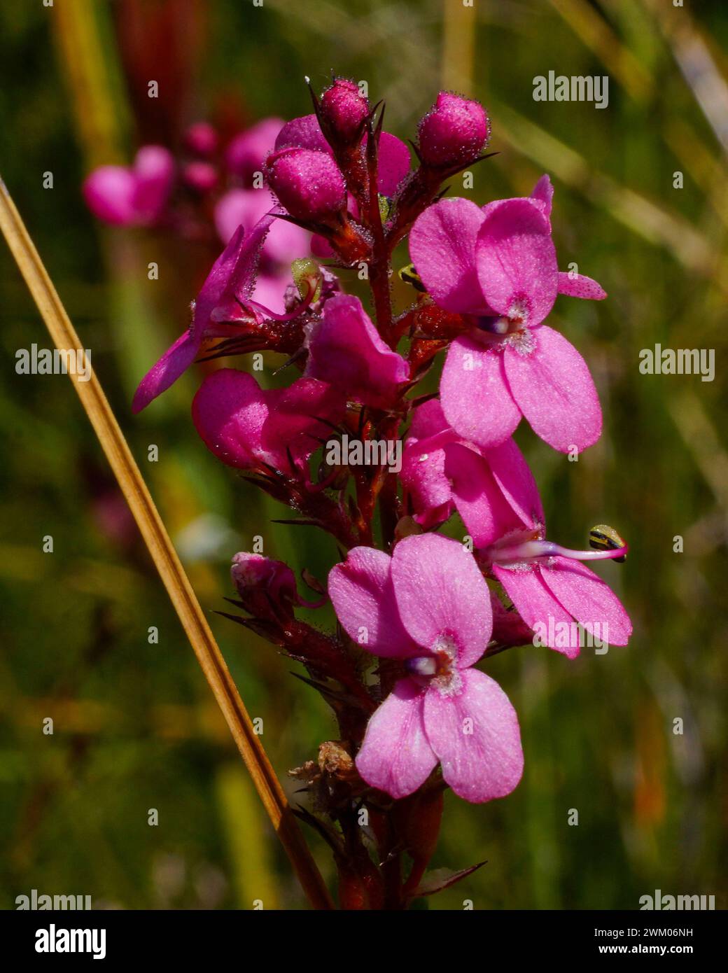 Reed triggerplant hi-res stock photography and images - Alamy