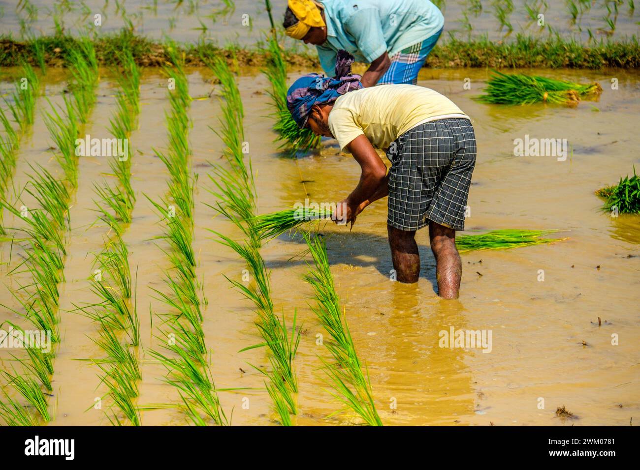 Indian farmers in the state of Odisha planting rice in a paddy field ...
