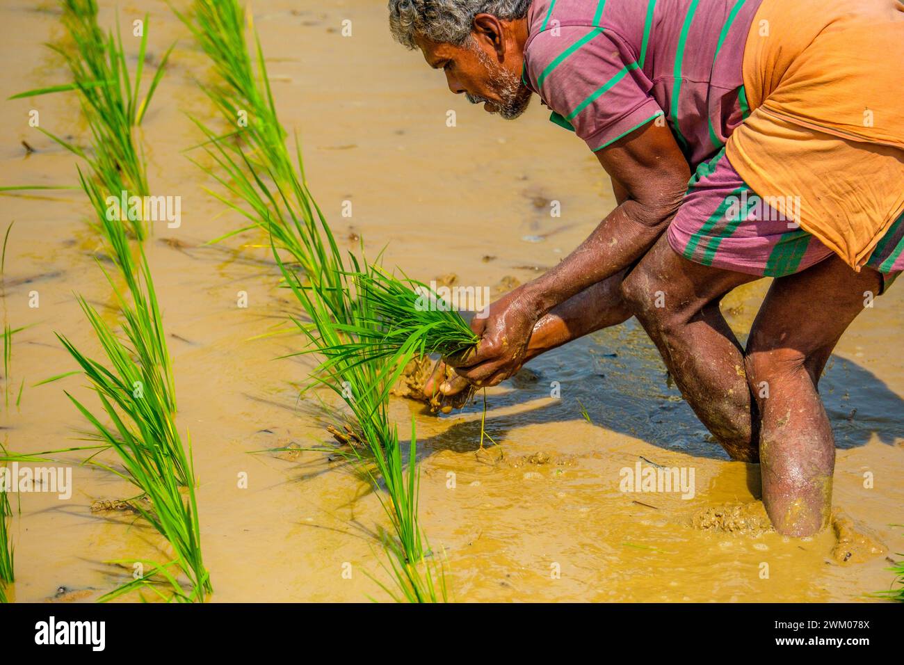 Indian farmers in the state of Odisha planting rice in a paddy field ...