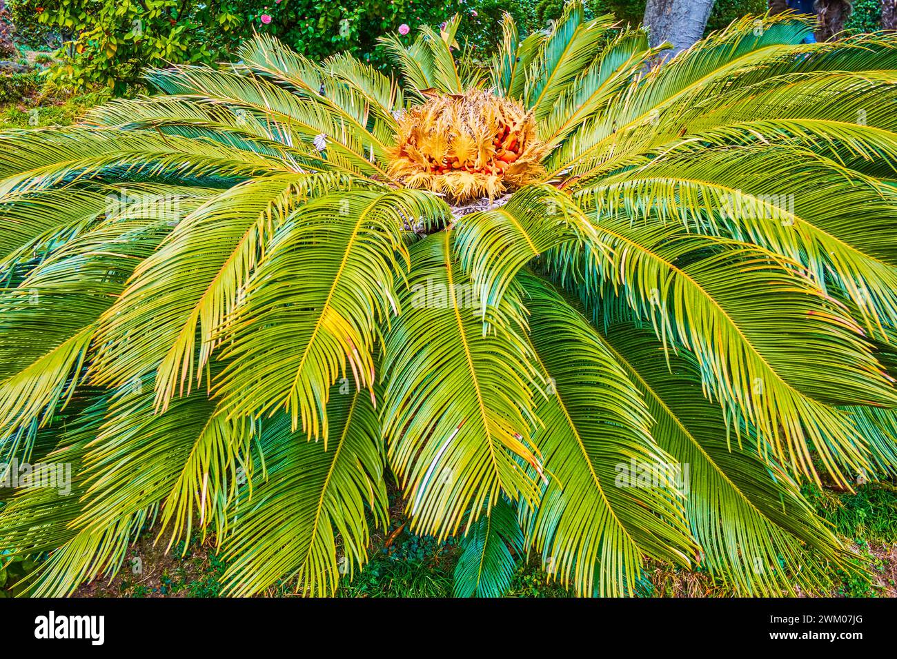 Conifer fruits hi-res stock photography and images - Alamy