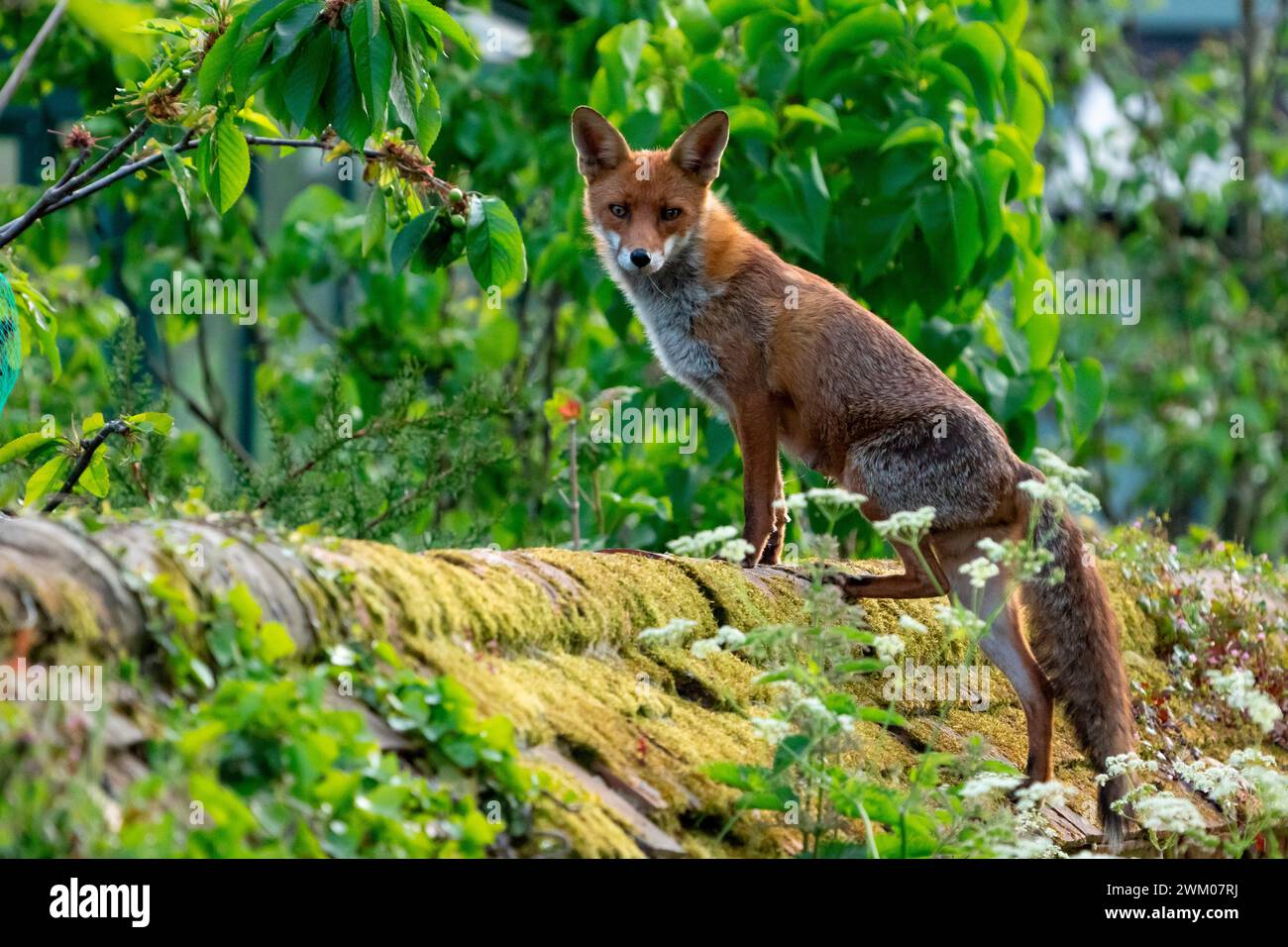 Red fox (Vulpes vulpes) standing on a wall, England Stock Photo - Alamy