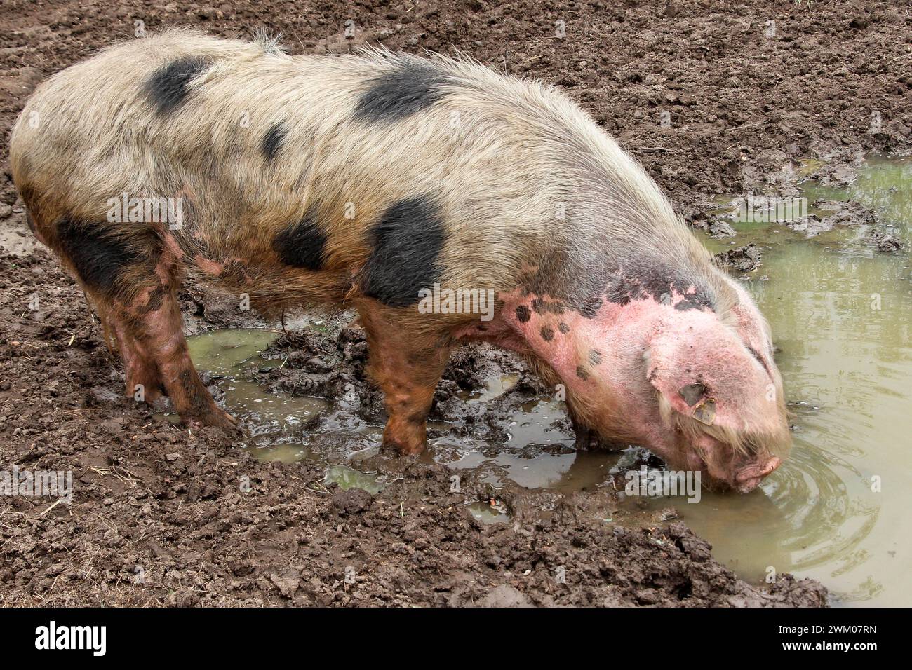 Bayeux pig, French pig breed, Arche de la nature, Sarthe, France Stock ...