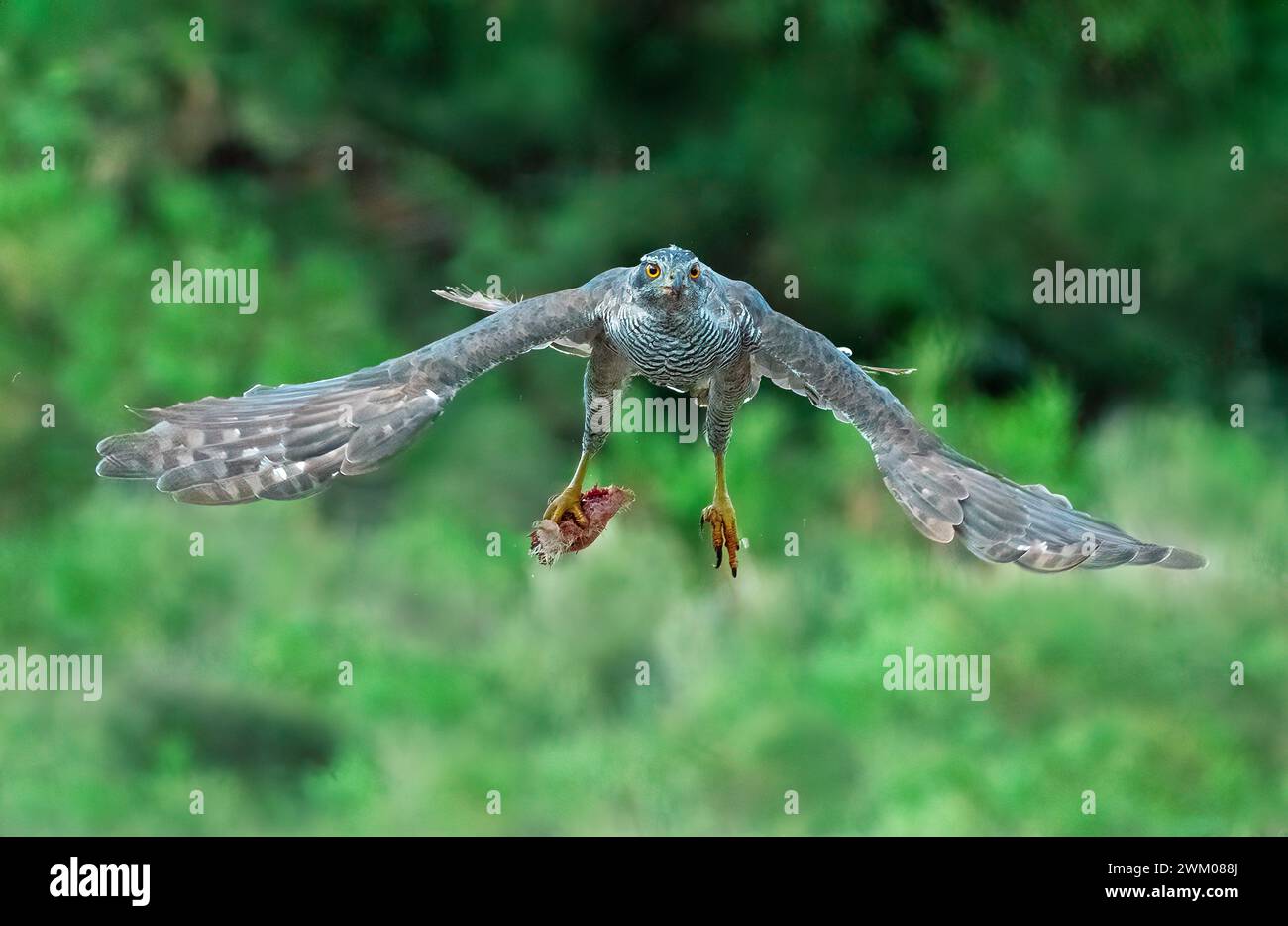 Goshawk (Accipiter gentilis) in flight with a prey in his talon, Spain ...