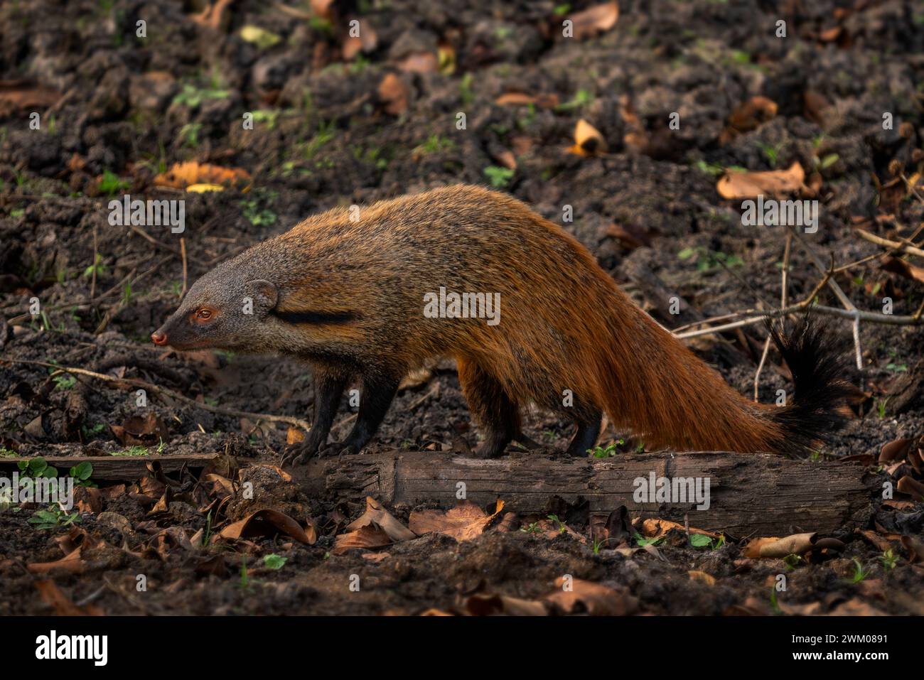 Striped-necked Mongoose - Herpestes vitticollis, beautiful colored shy ...