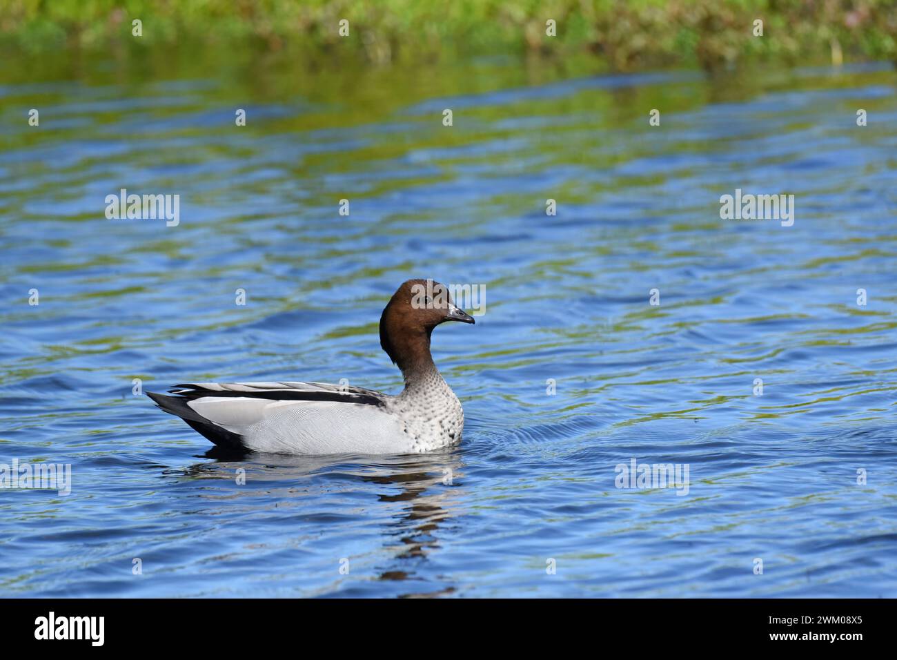 Male australian wood maned duck hi-res stock photography and images - Alamy