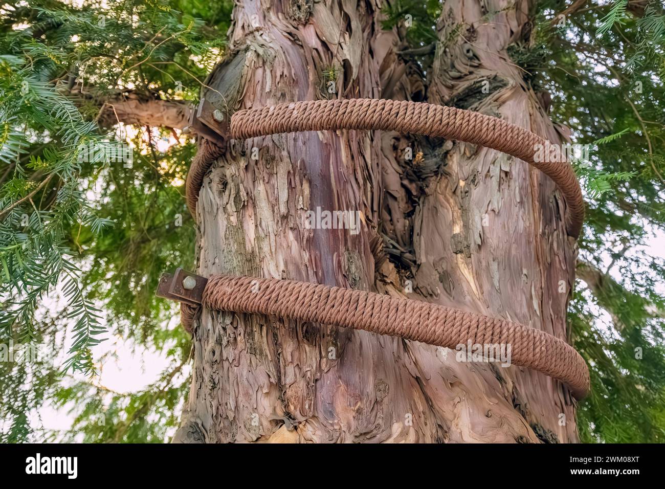 a tree trunk shows signs of damage and illness, highlighting the ...