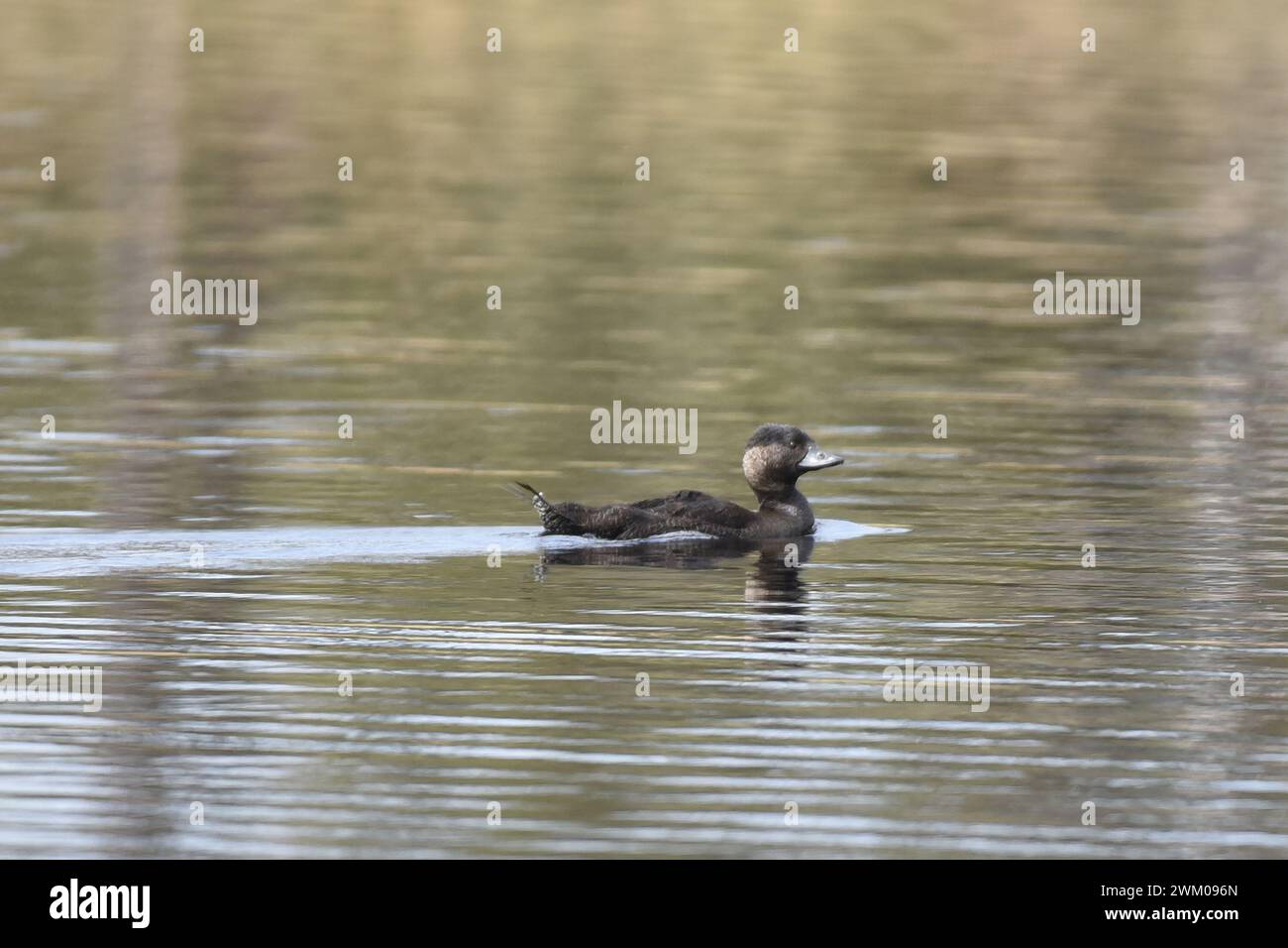 The musk duck (Biziura lobata) is a highly aquatic, stiff-tailed duck ...