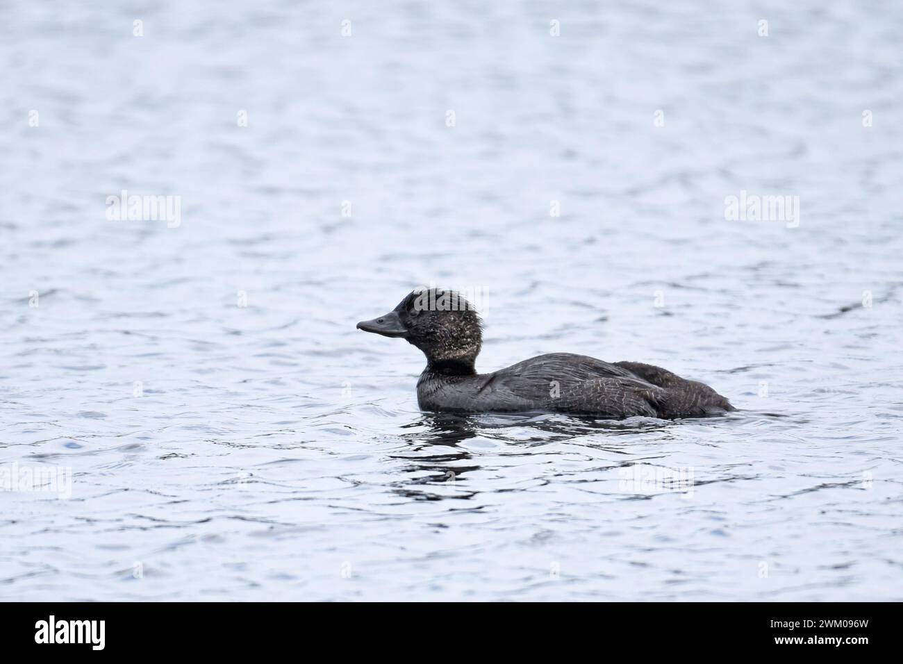 The musk duck (Biziura lobata) is a highly aquatic, stiff-tailed duck ...