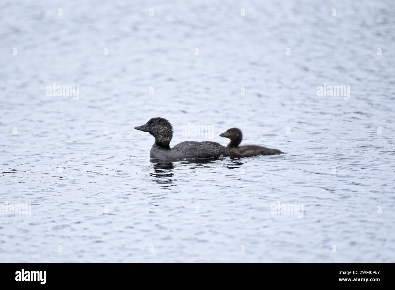 Female Musk duck (Biziura lobata) with chick Stock Photo - Alamy
