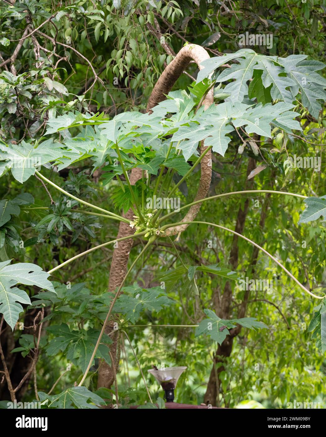 An oddly shaped Papaya (Carica papaya) tree trunk that has curved and ...