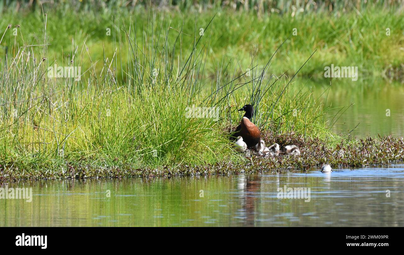 Downy duck hi-res stock photography and images - Alamy